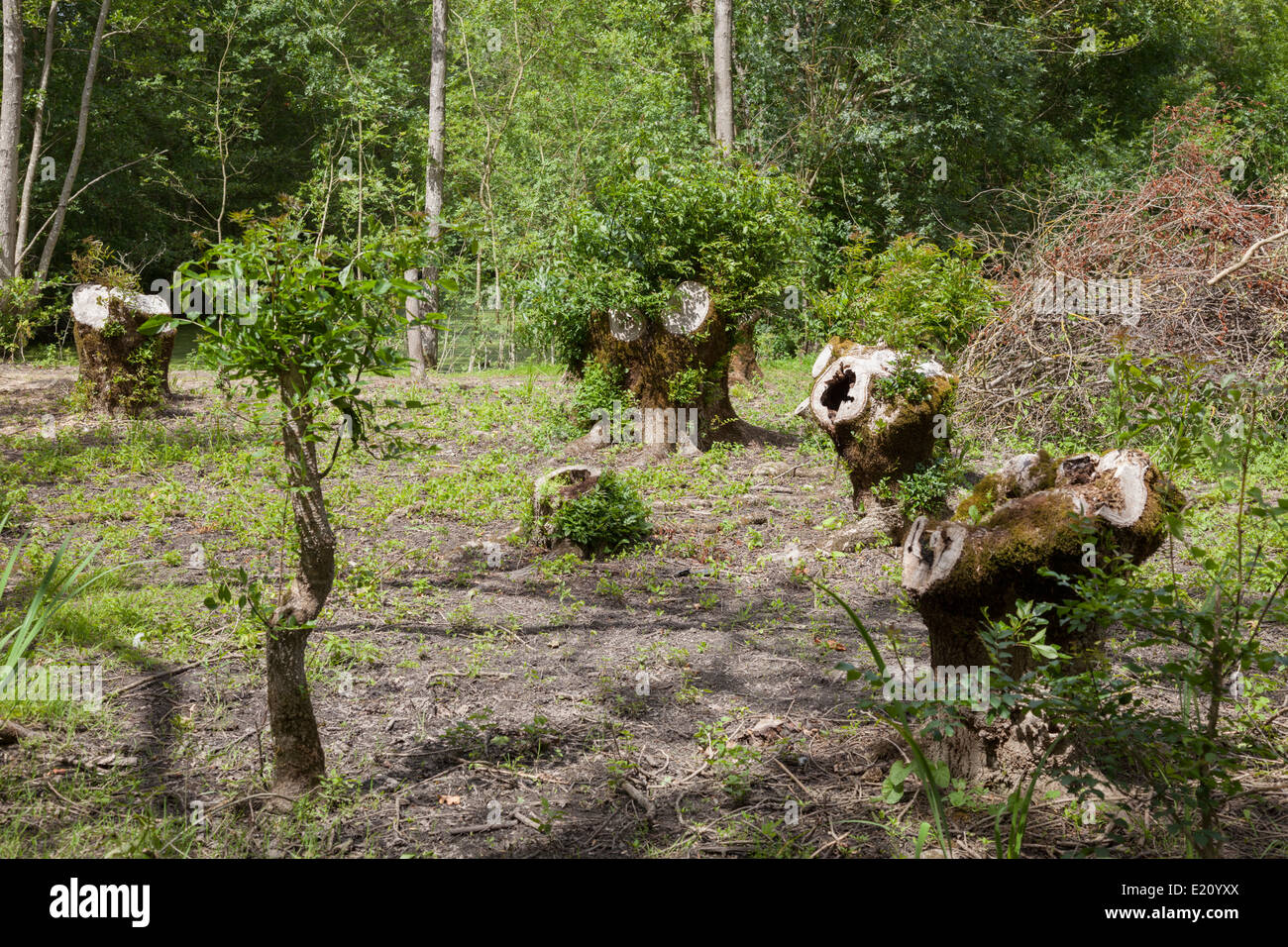 Evergreen ash tree hi-res stock photography and images - Alamy