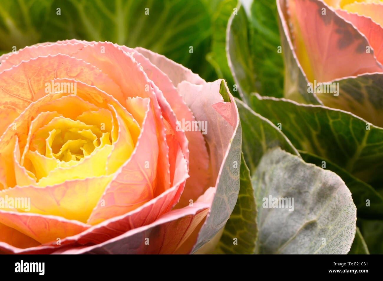Cabbage rose hi-res stock photography and images - Alamy