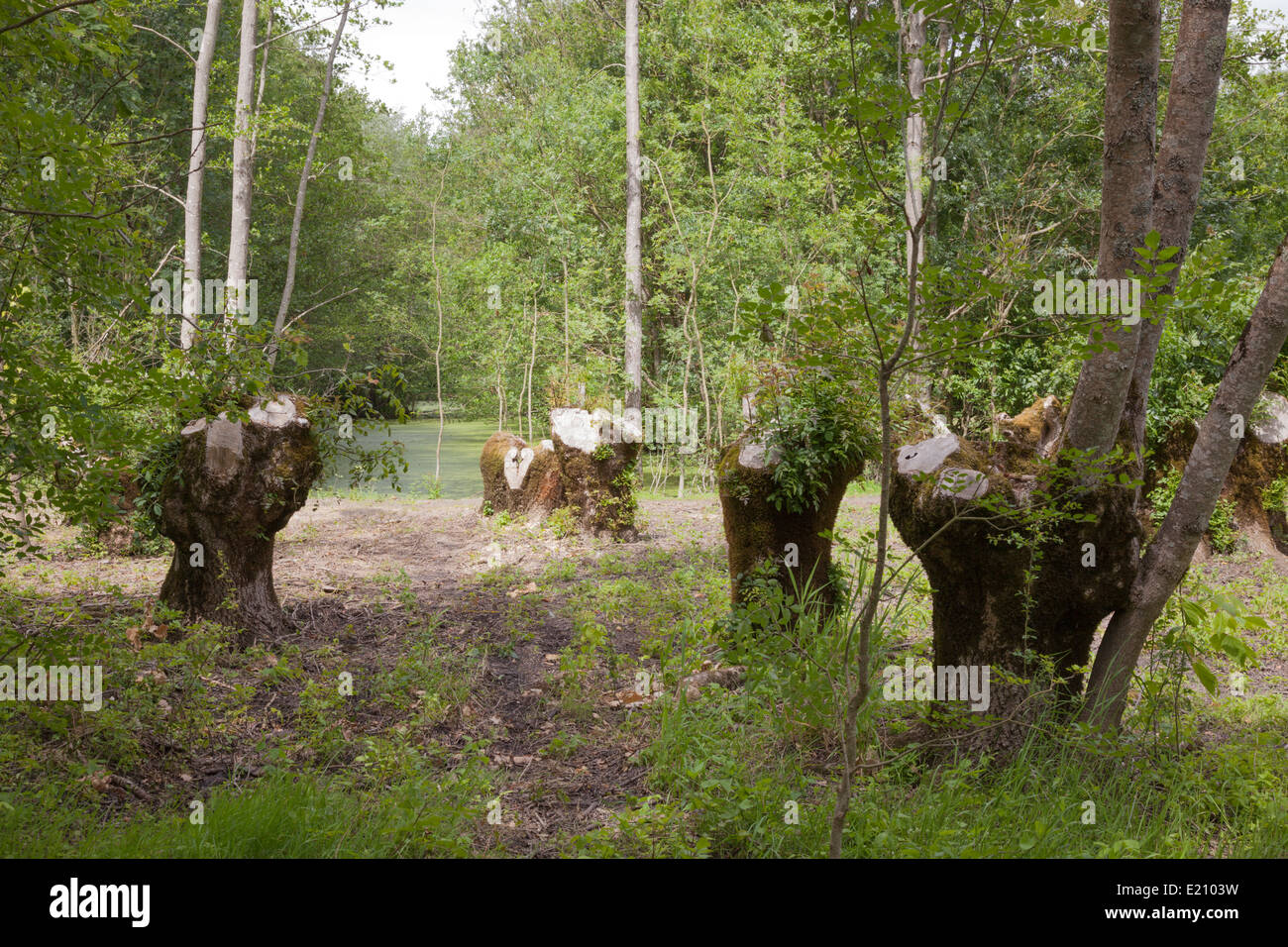 Newly pollarded ash trees in the Poitevin Marsh (France). Frênes ...