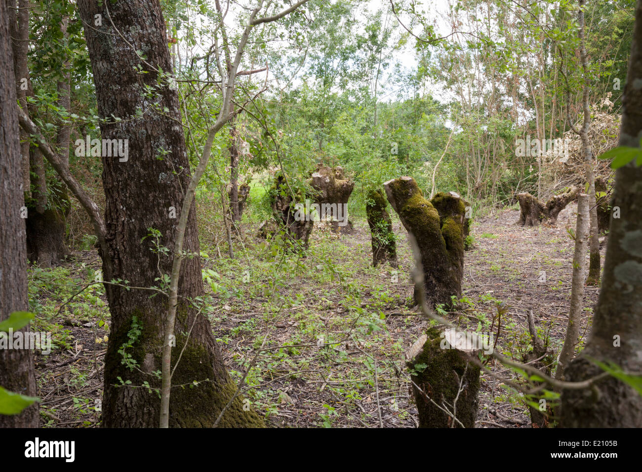 Newly pollarded ash trees in the Poitevin Marsh (France). Frênes ...