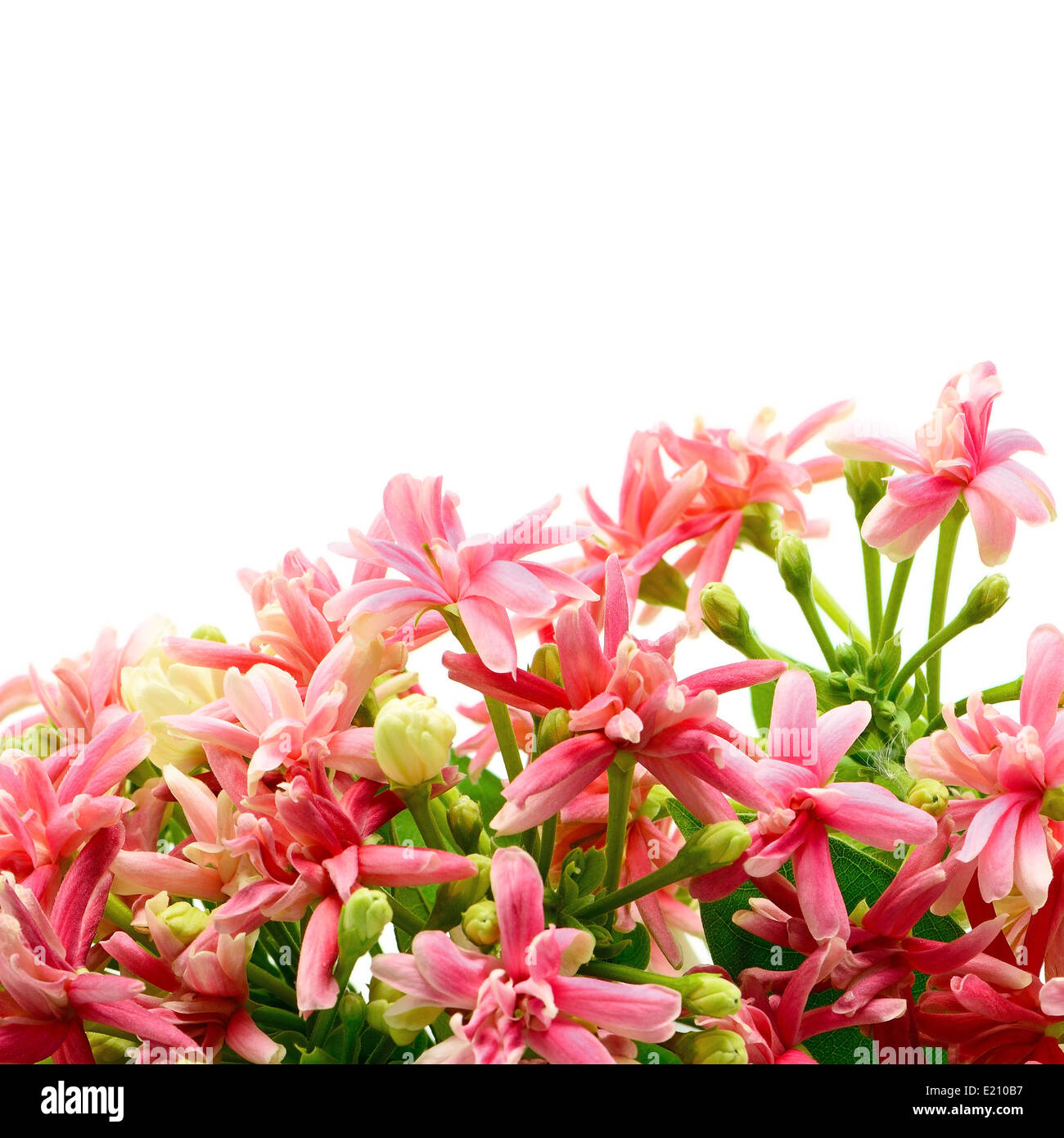 Beautiful Rangoon Creeper flower (Quisqualis indica), isolated on a ...