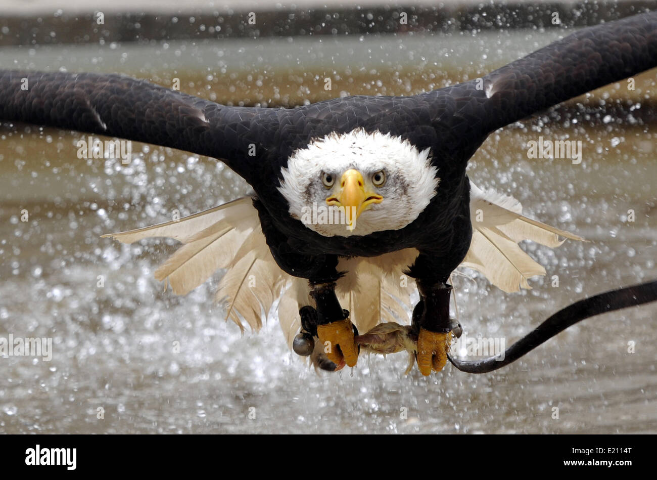 Pilsen Zoo, Pilsen. 12th June, 2014. Bald eagle Sandy at Pilsen zoo ...