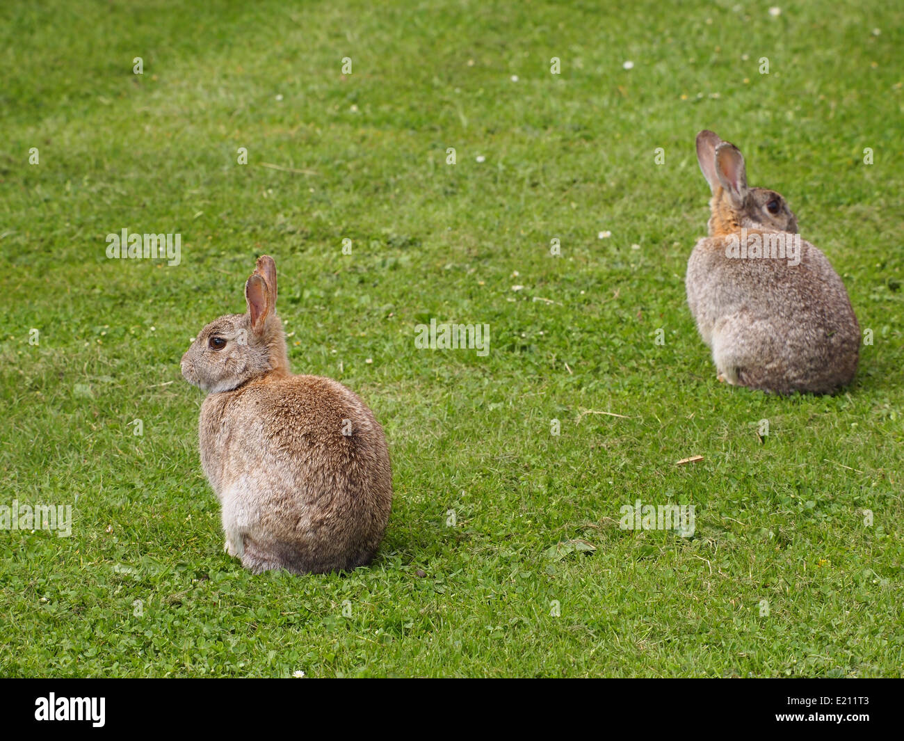 Grey Rabbits High Resolution Stock Photography and Images - Alamy