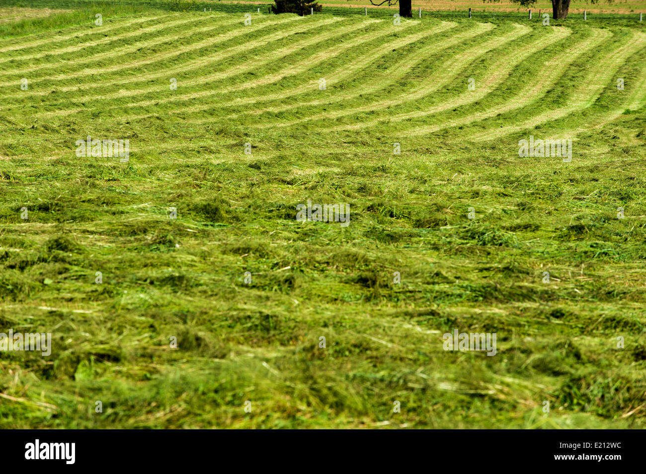 Cut grass drying hi-res stock photography and images - Alamy