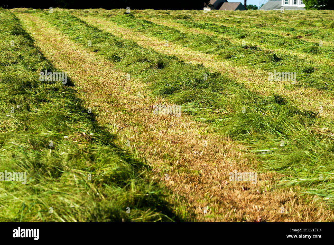 Hay rows hi-res stock photography and images - Alamy