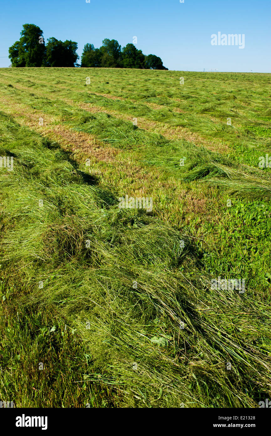Drying grass hi-res stock photography and images - Alamy