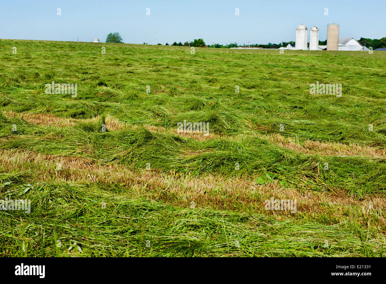 Cut grass drying hi-res stock photography and images - Alamy