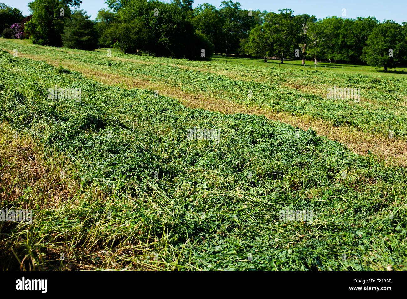 Rows of freshly cut alfalfa hay drying in the field Stock Photo - Alamy