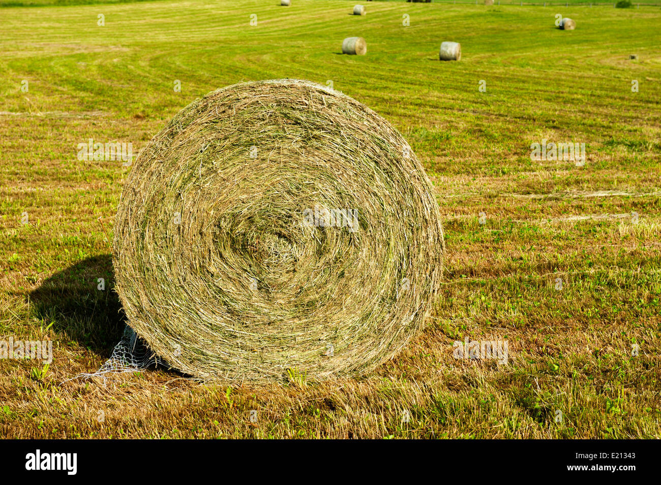 Rolls of Round baled hay in the field Stock Photo - Alamy