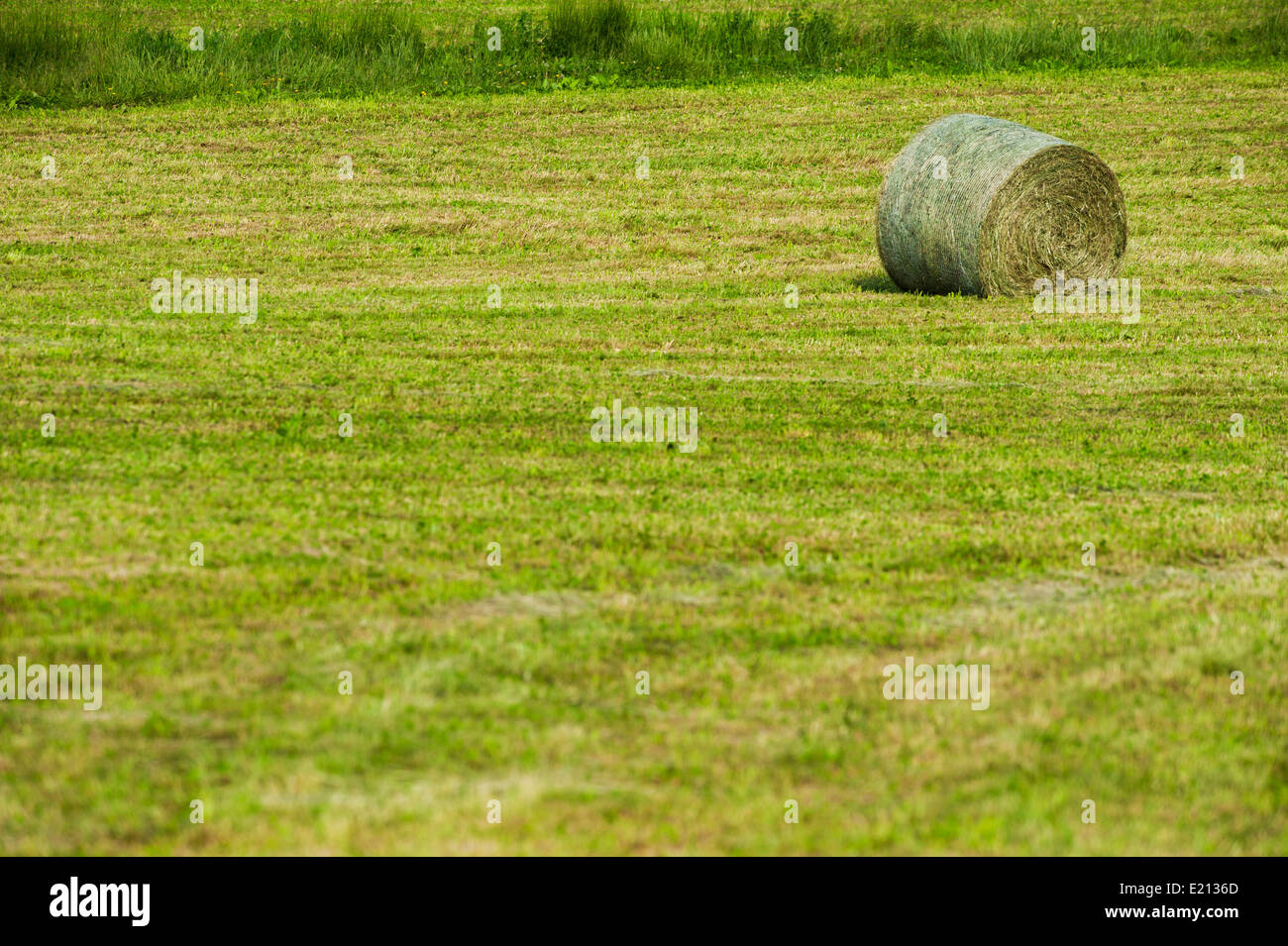 Rolls of Round baled hay in the field Stock Photo - Alamy