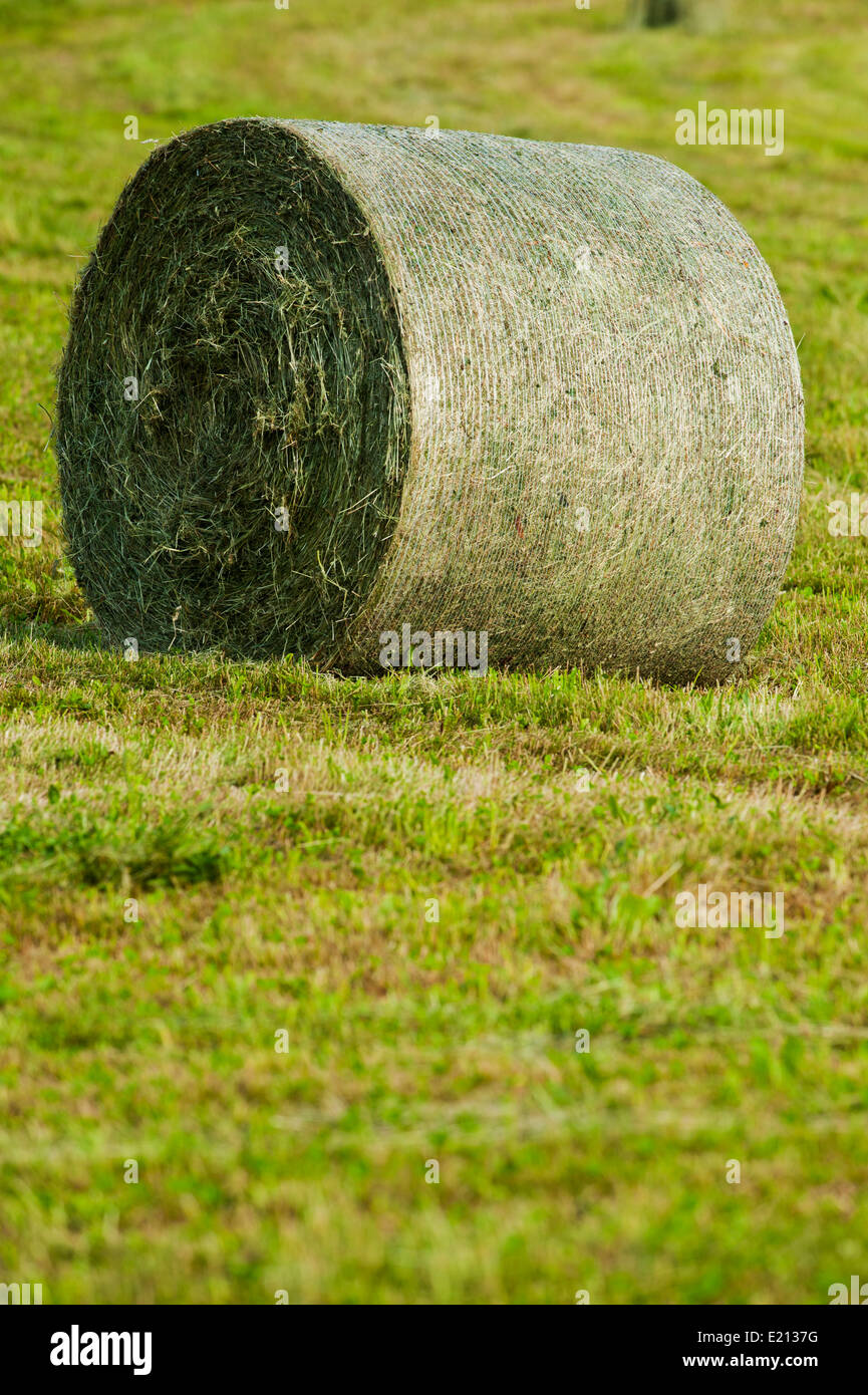 Rolls of Round baled hay in the field Stock Photo - Alamy