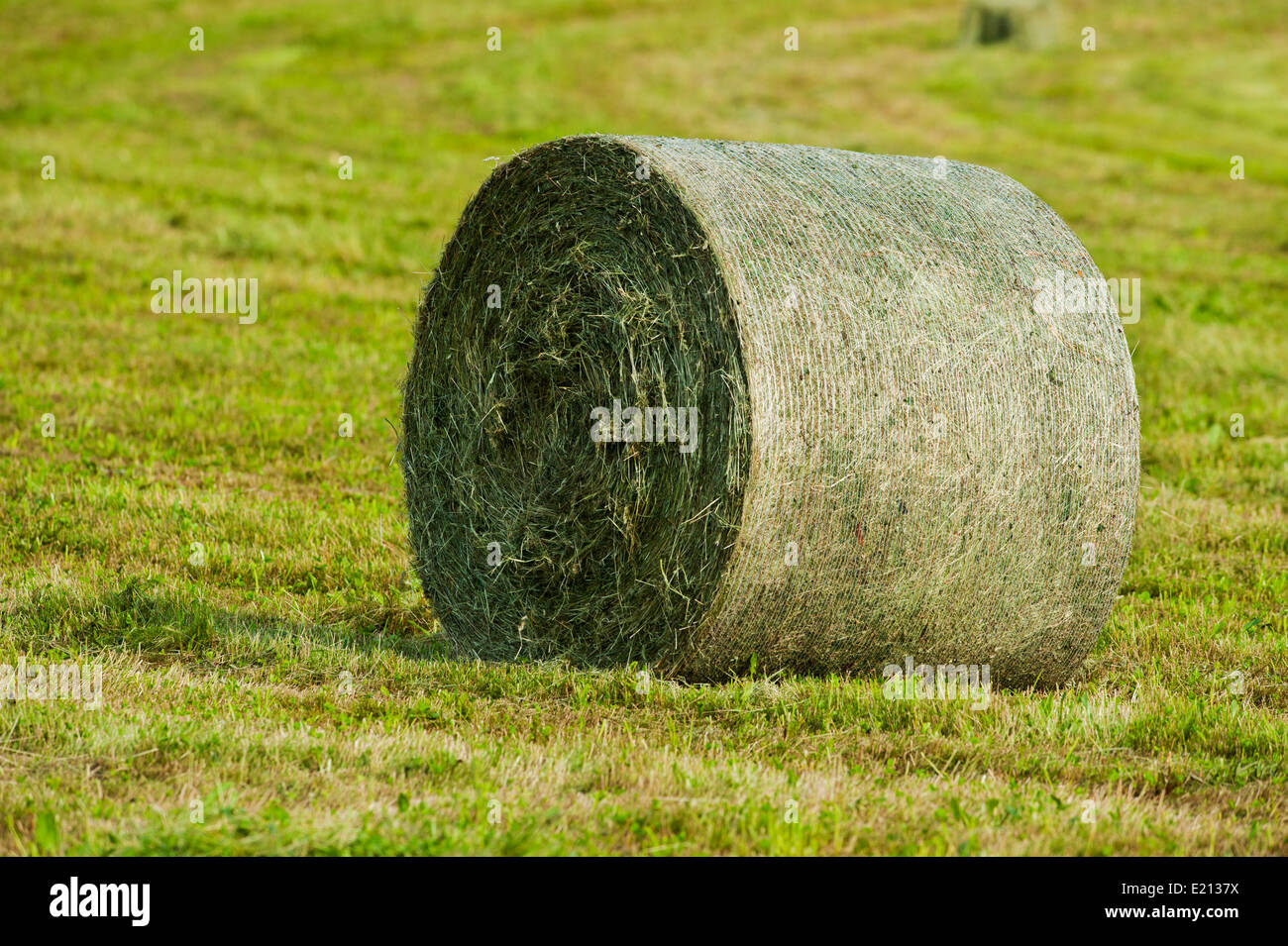 Rolls of Round baled hay in the field Stock Photo - Alamy
