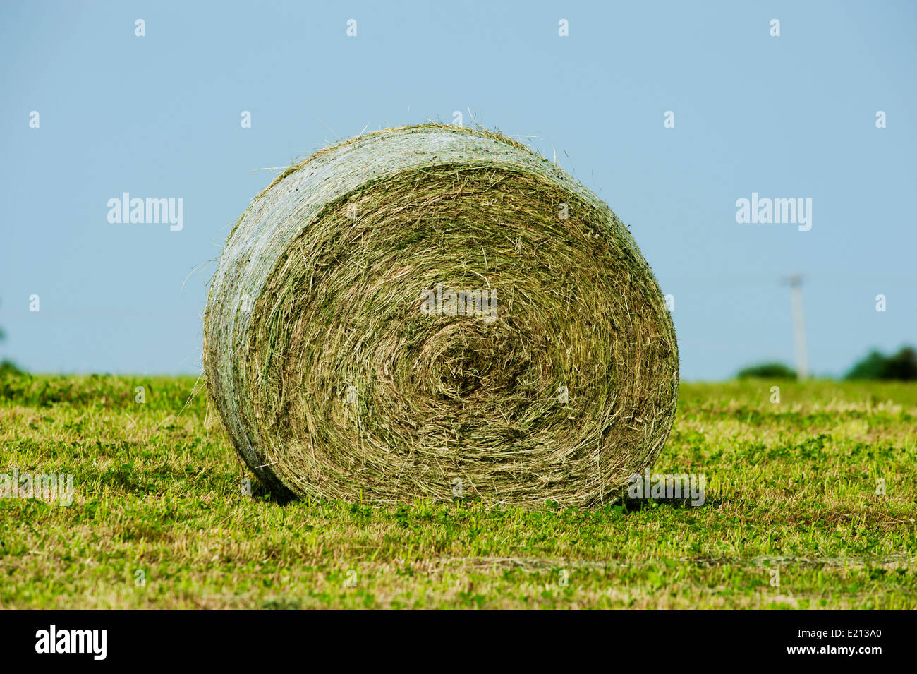 Rolls of Round baled hay in the field Stock Photo - Alamy