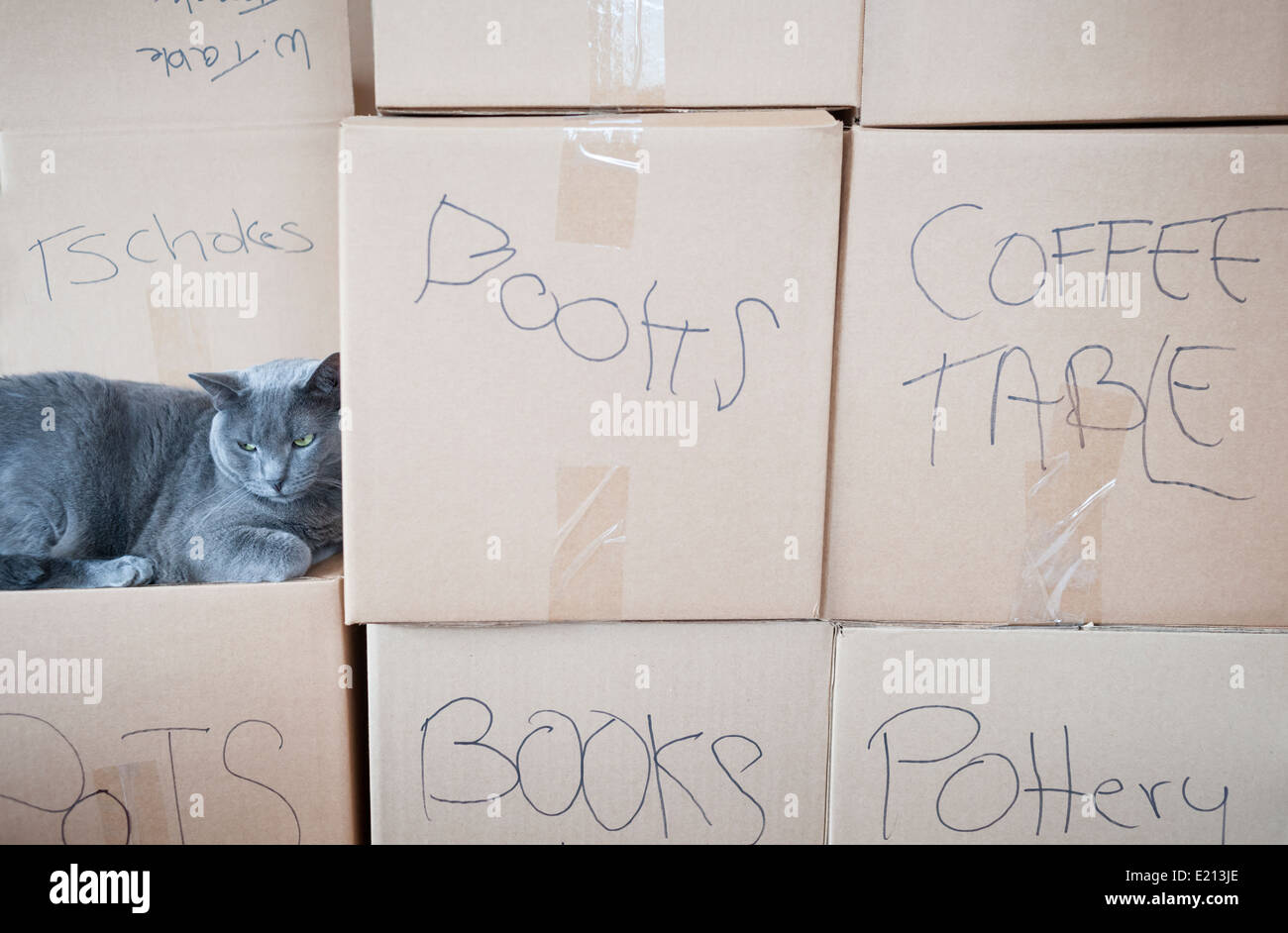 A gray cat sits on moving boxes unaware that her world is going to ...
