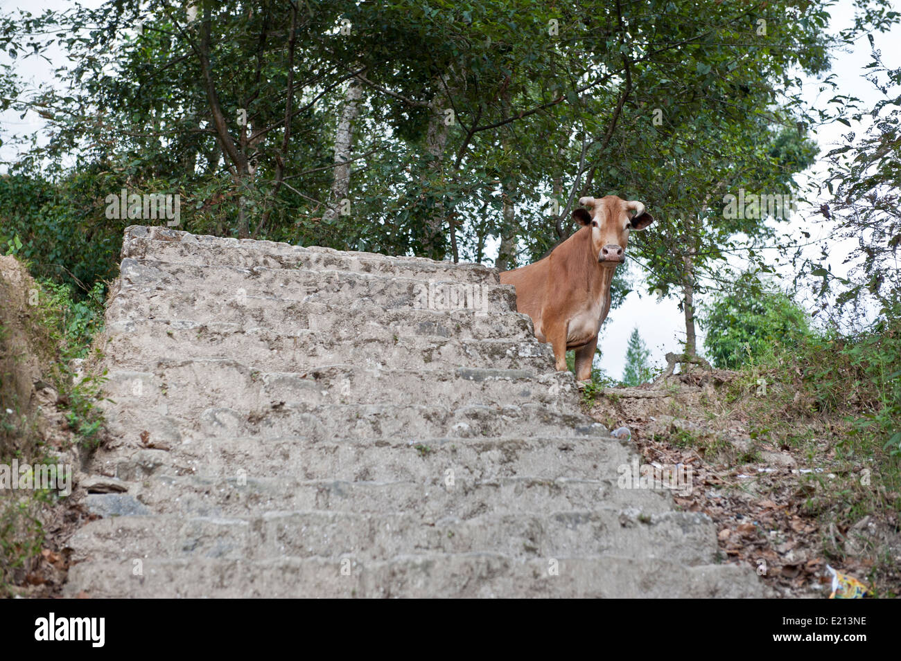Stand top of stairs hi-res stock photography and images - Alamy