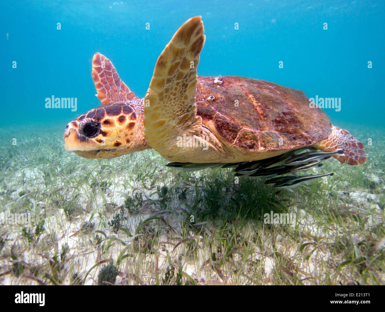 Loggerhead turtle in Belize at Silk Cayes Marine Reserve Stock Photo ...