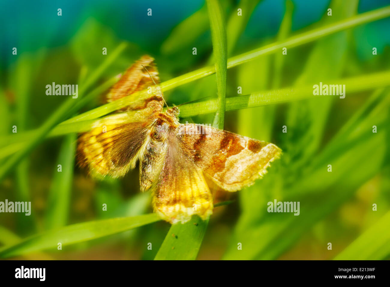 The small flying butterfly Stock Photo - Alamy