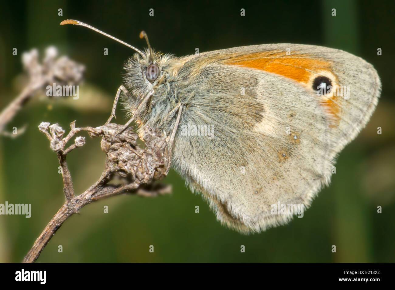 The Small Heath, Coenonympha pamphilus Stock Photo - Alamy