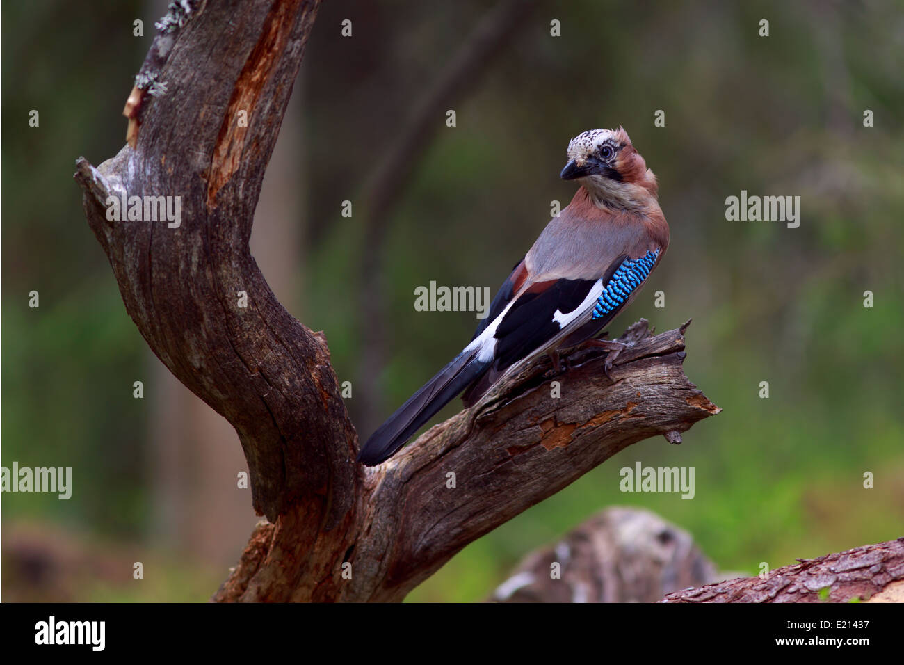 Jay birds hi-res stock photography and images - Alamy