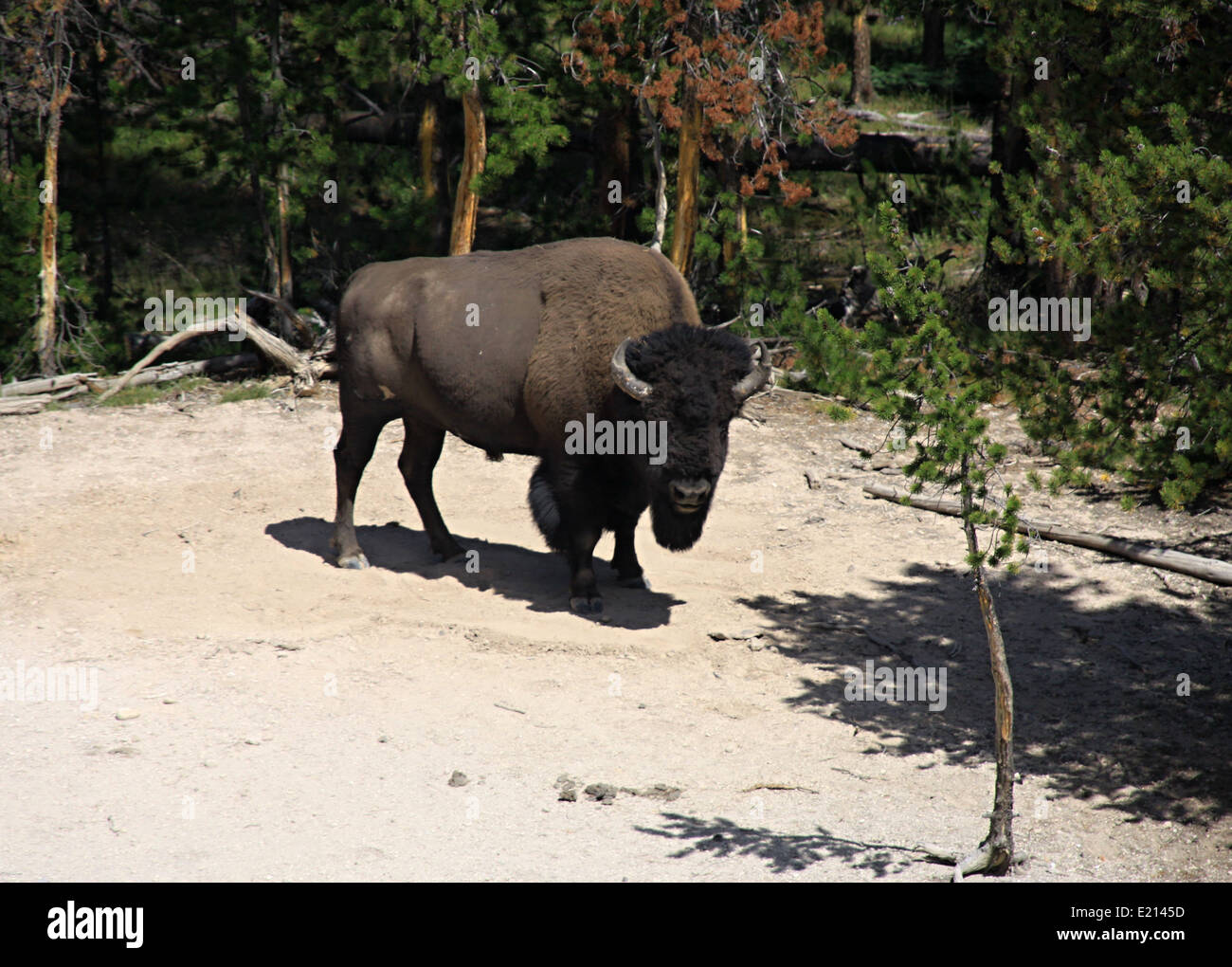 Wild bison in Yellowstone national park Stock Photo - Alamy