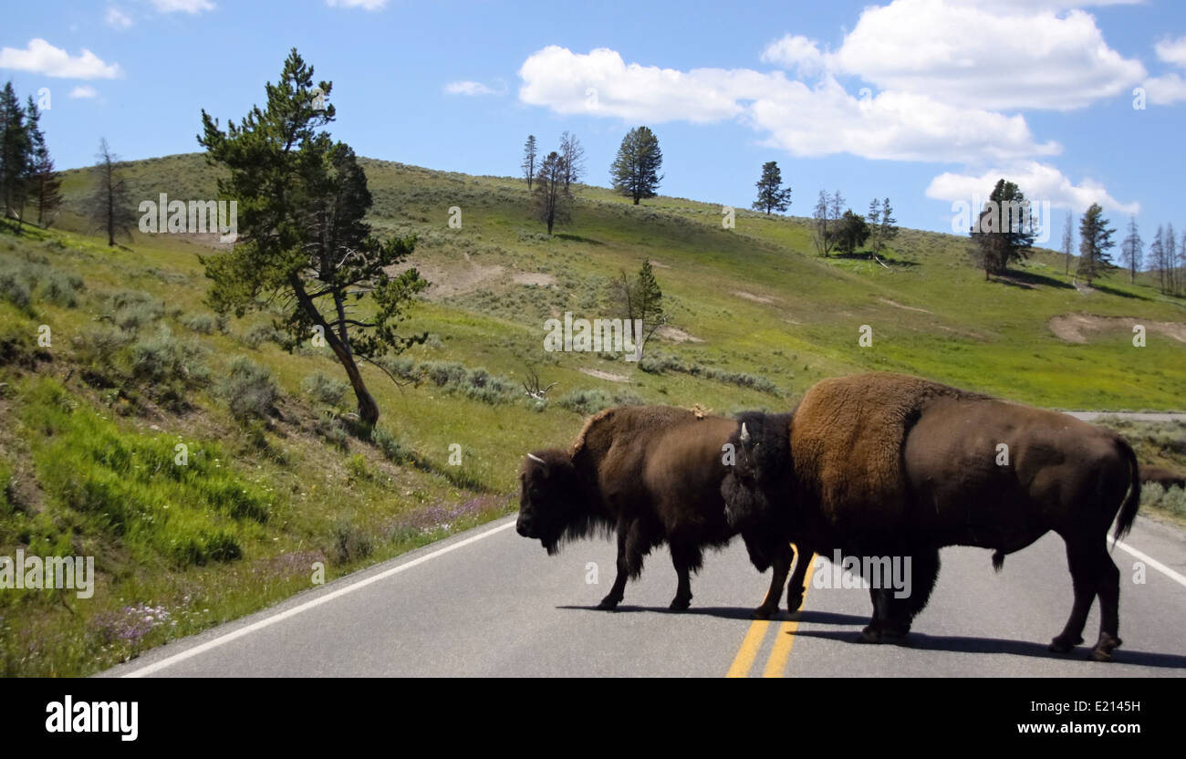 Bison, Bison bison, Yellowstone, USA Stock Photo - Alamy