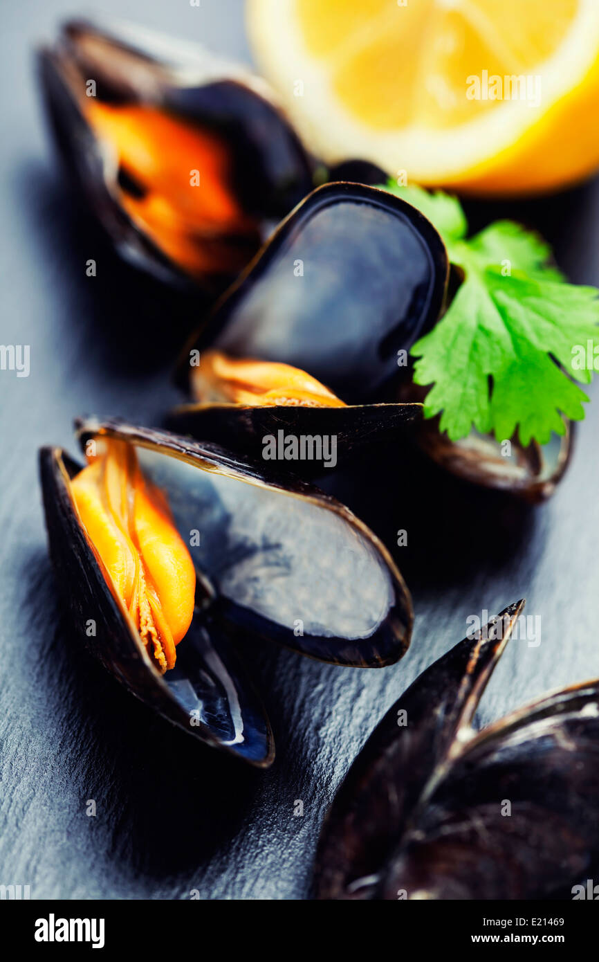 Sea shells in black background hi-res stock photography and images - Alamy