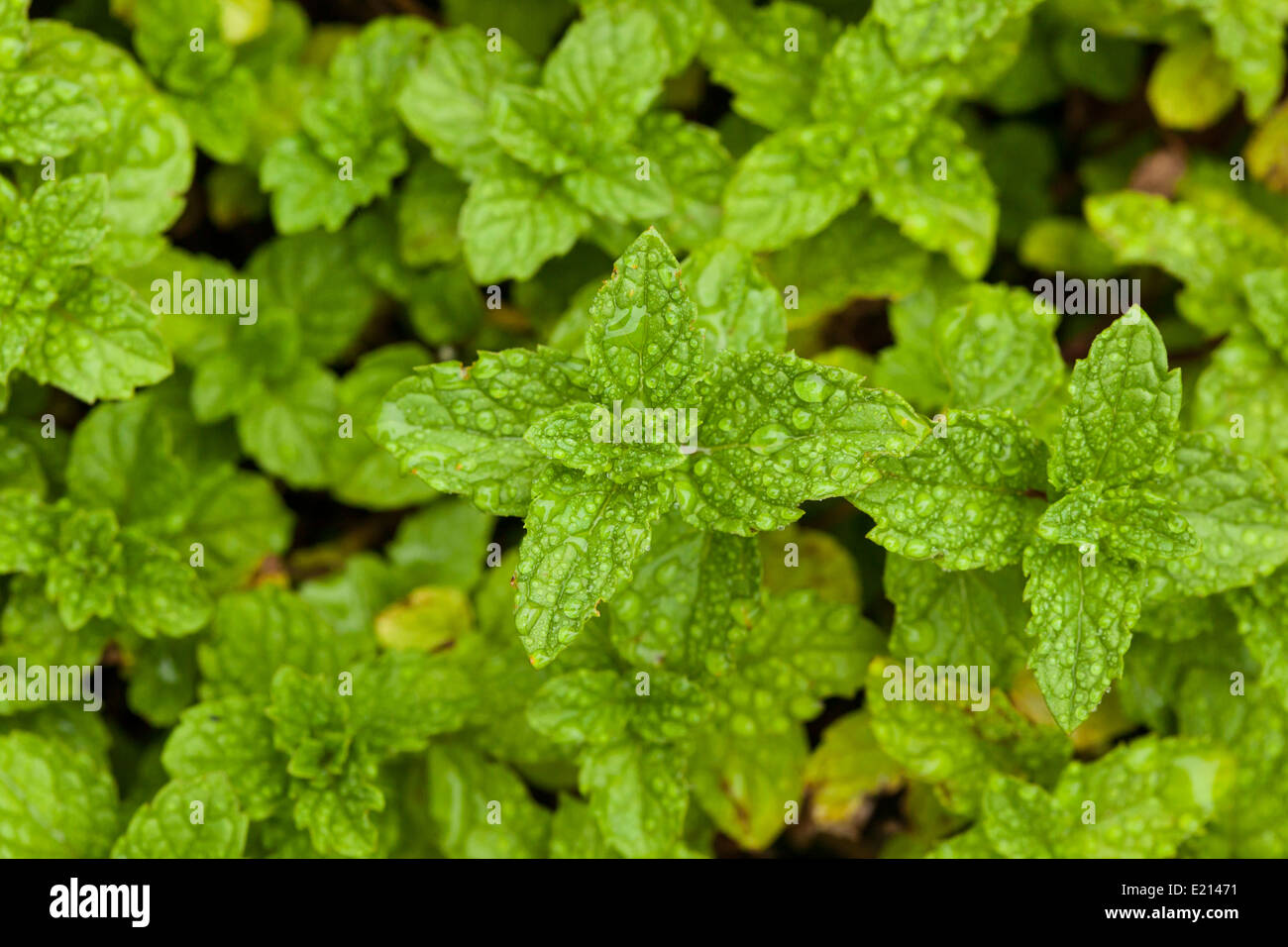 Group of mint plant hi-res stock photography and images - Alamy