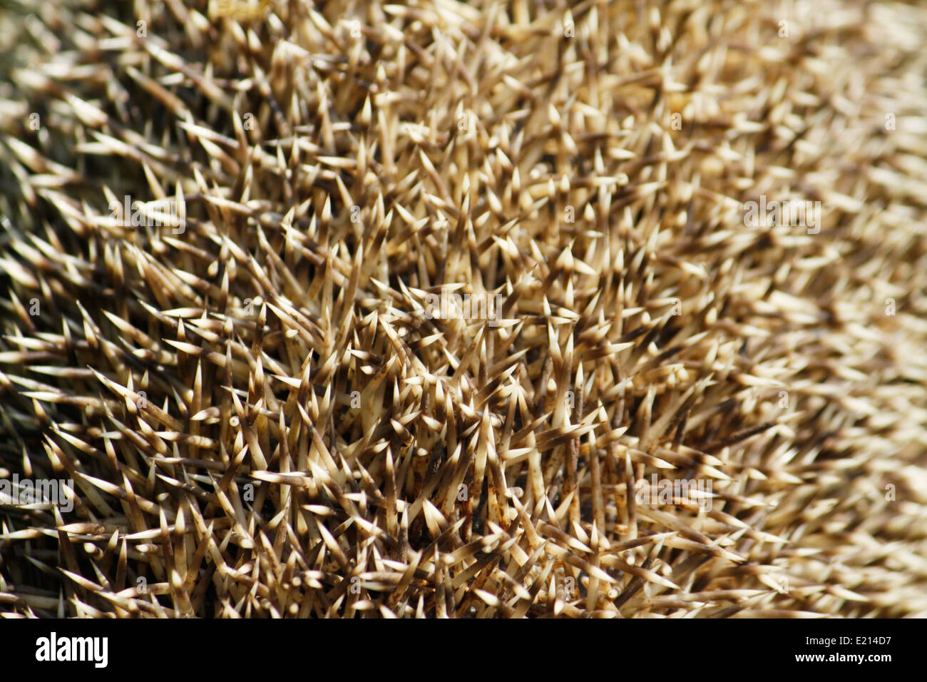 Animal piquant hi-res stock photography and images - Alamy