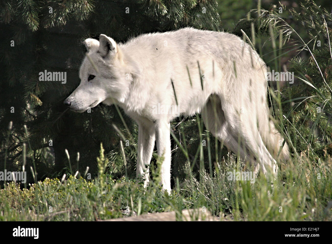 White wolf in Yelowstone national park Stock Photo - Alamy
