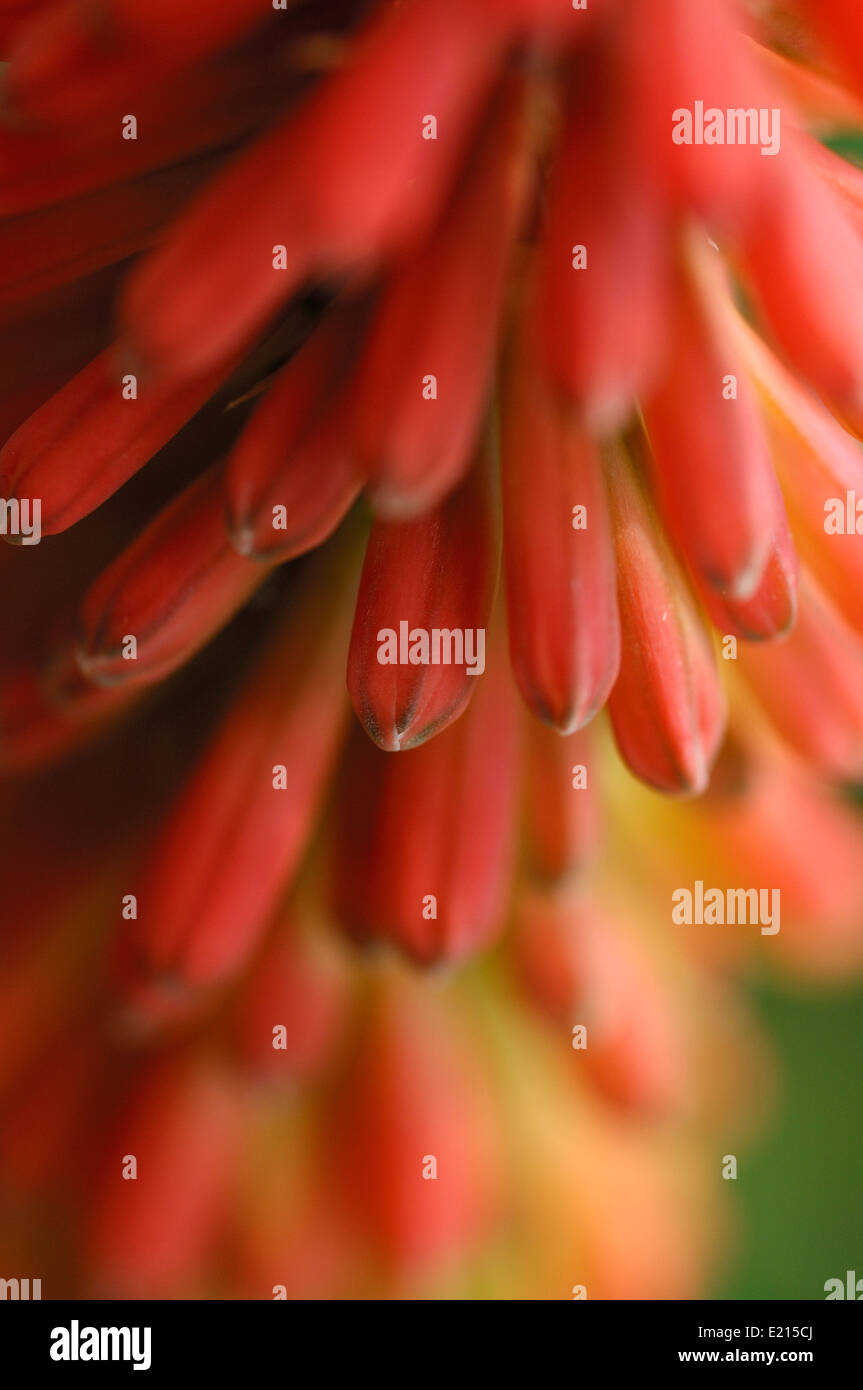 Red Hot Poker flower Stock Photo - Alamy