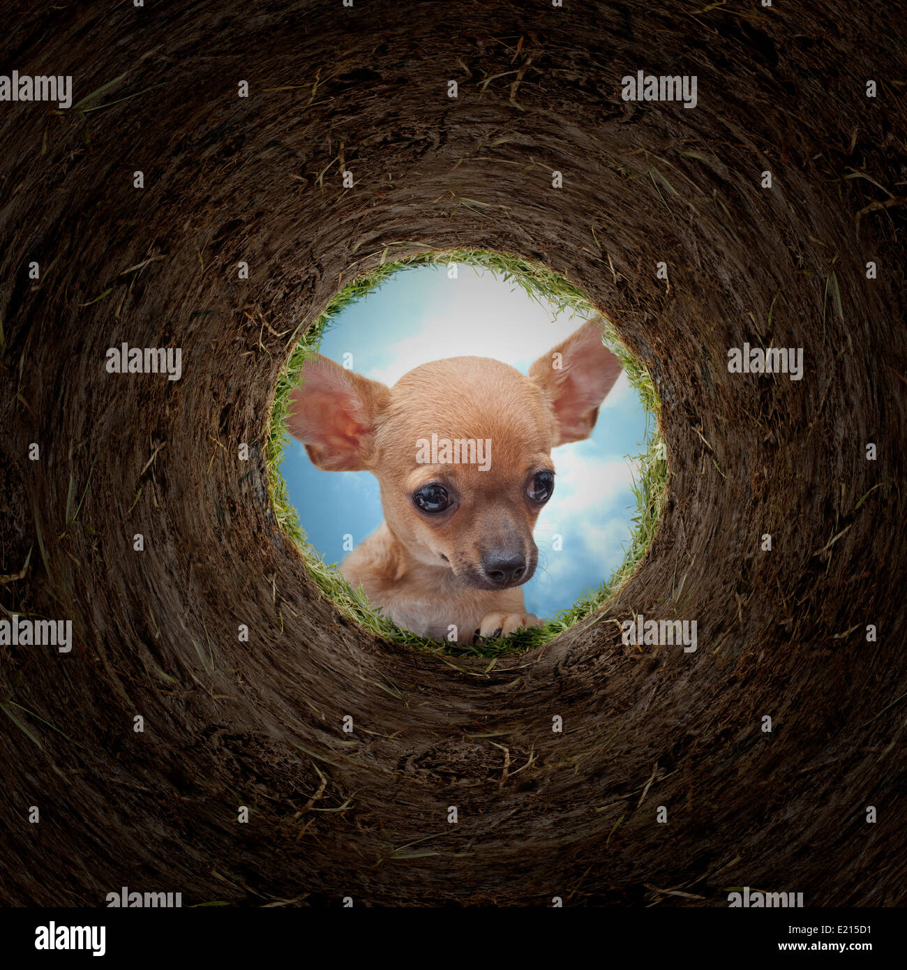 Puppy dig hole hi-res stock photography and images - Alamy