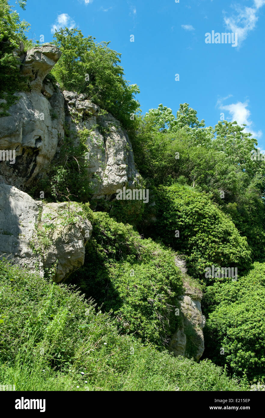 Creswell Crags Limestone Gorge on Derbyshire/ Nottinghamshire Border ...