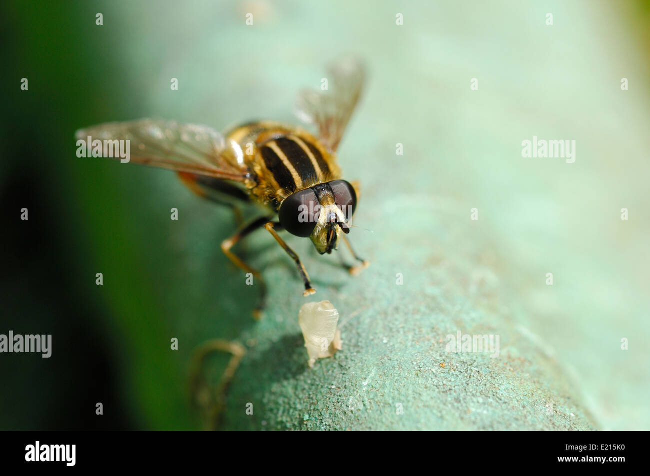 Resting hoverfly hi-res stock photography and images - Alamy