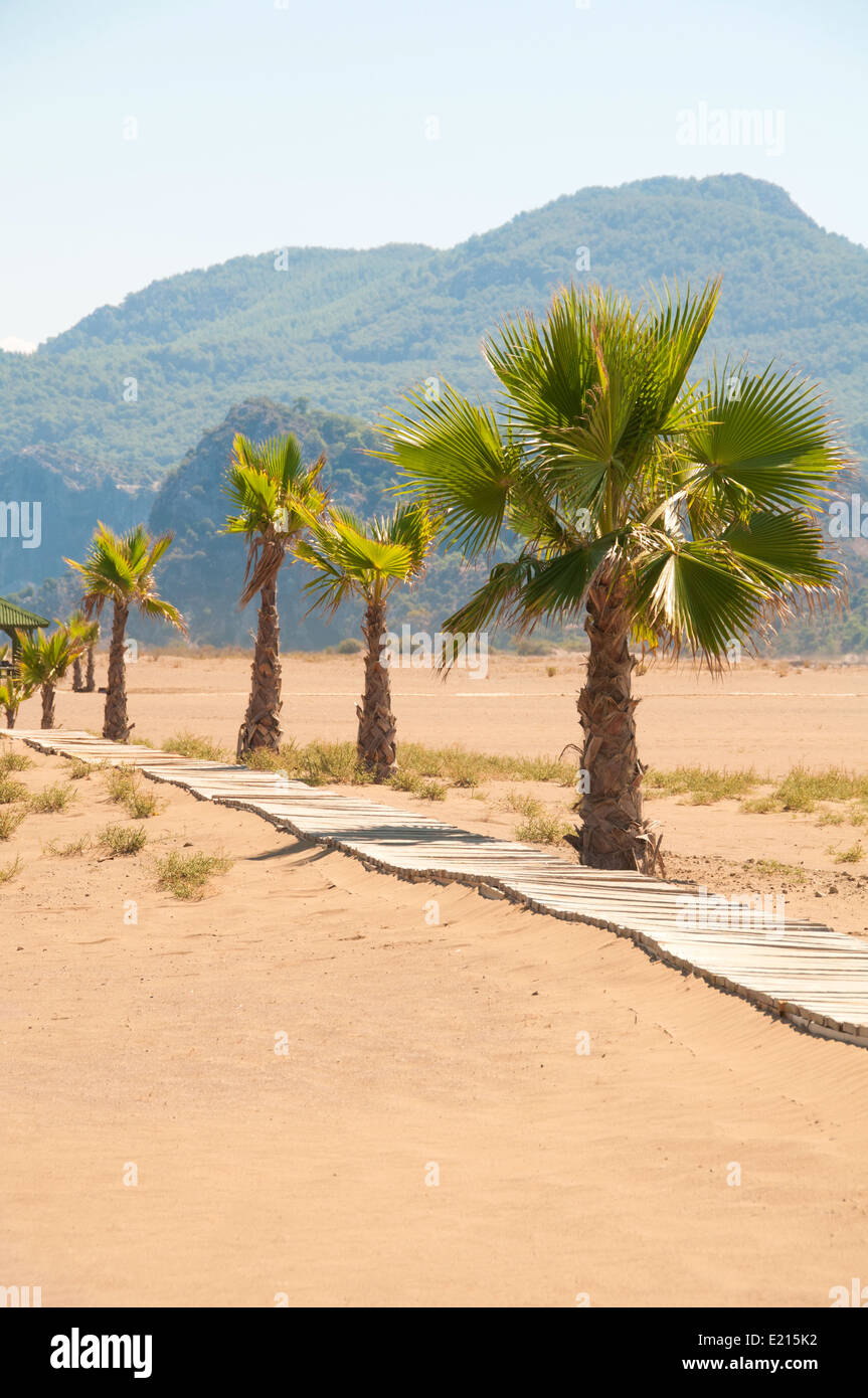 Wooden bridge and palm trees on the sandy coast Stock Photo - Alamy