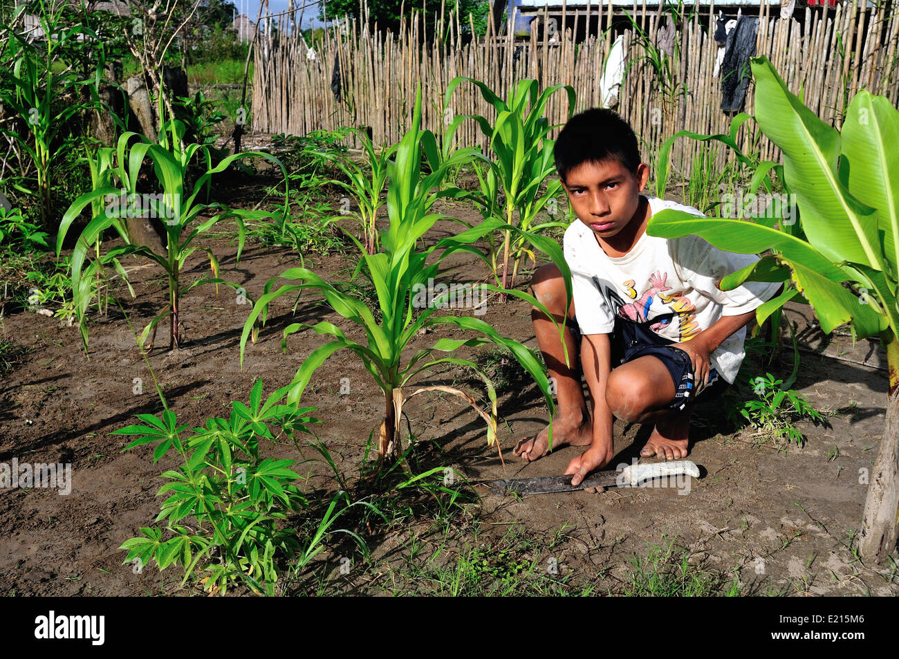 Maize crop peru hi-res stock photography and images - Alamy