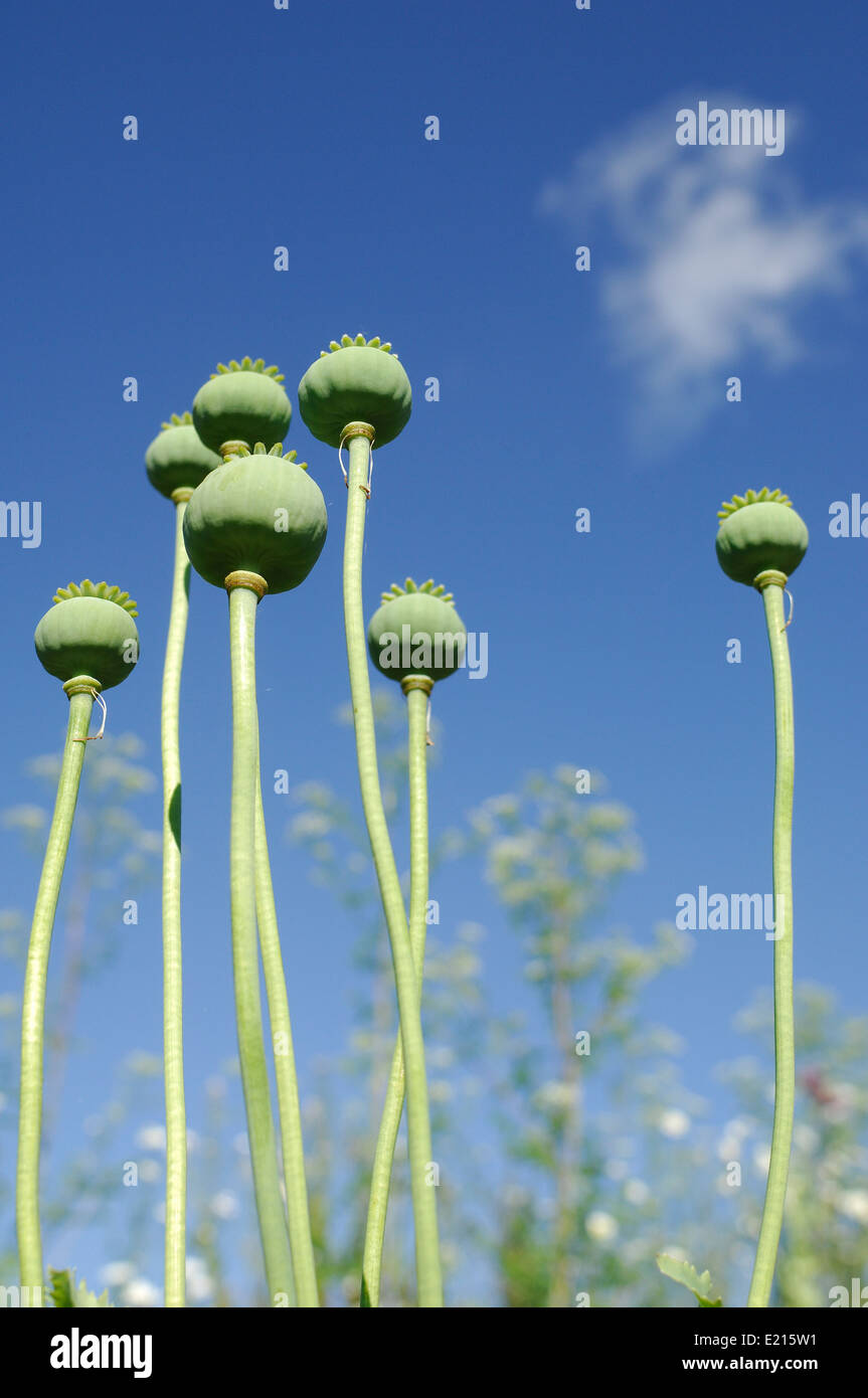 Poppy Seed Heads Stock Photos & Poppy Seed Heads Stock Images - Alamy