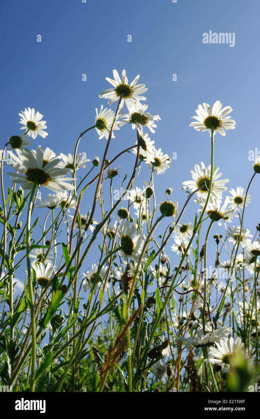 Blue and white daisy hi-res stock photography and images - Alamy