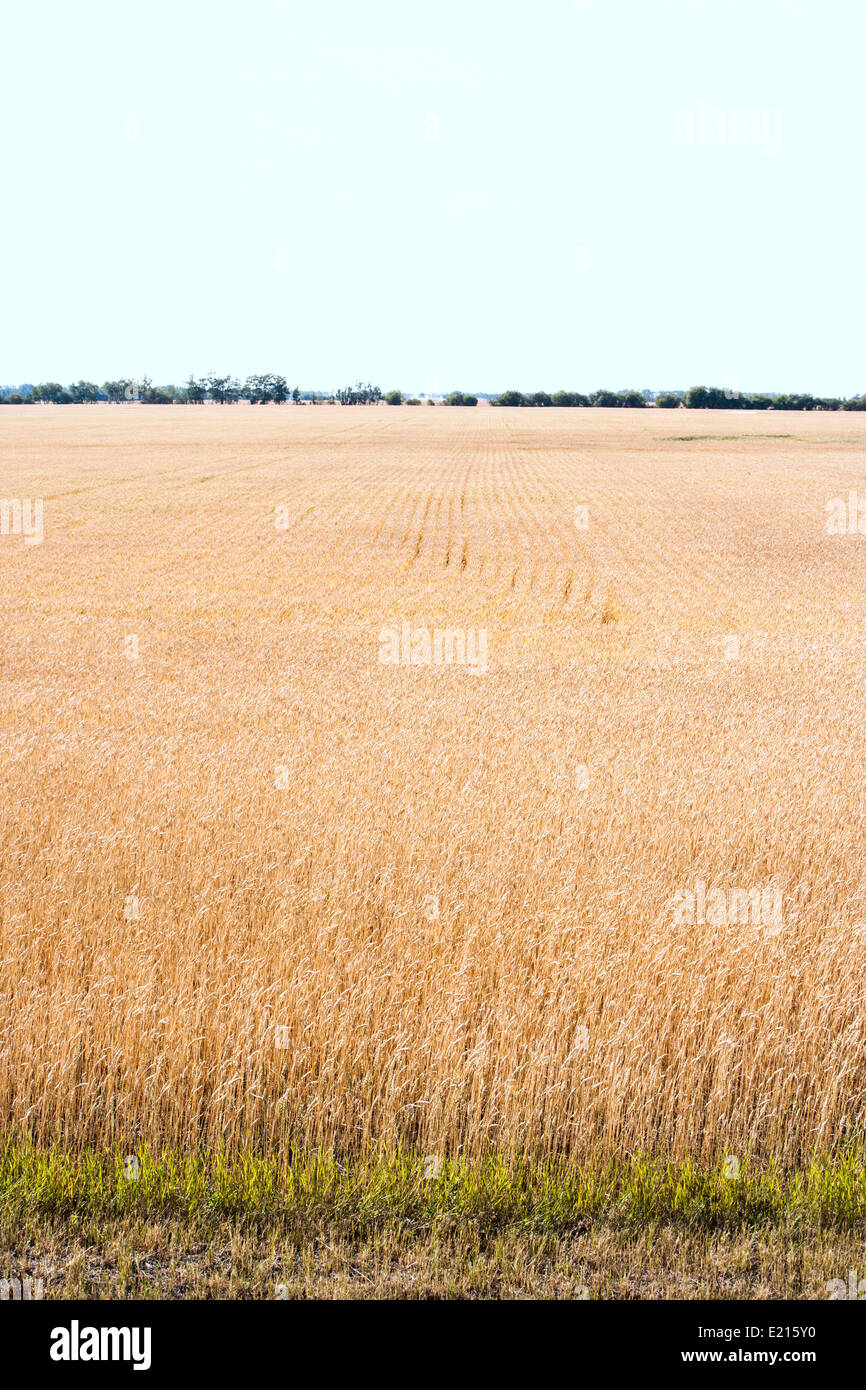 A field of grain Stock Photo - Alamy