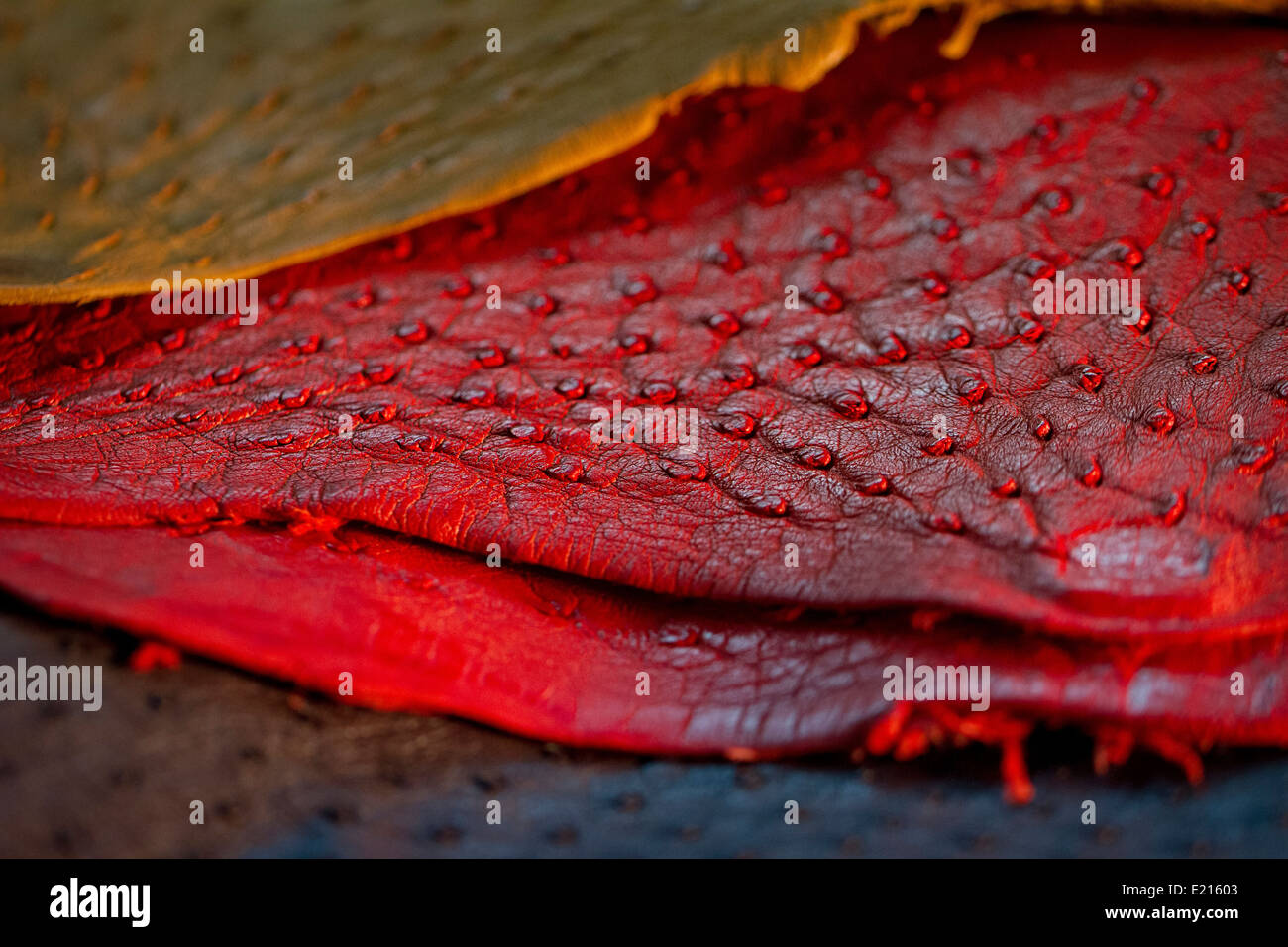 Colorful selection of genuine ostrich leather skin Stock Photo - Alamy