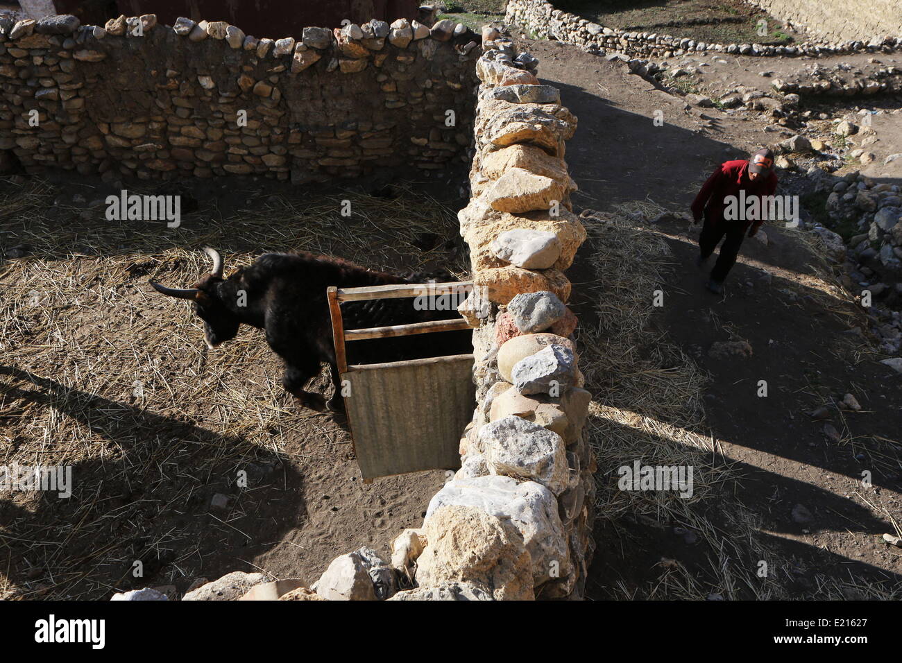 Dzo half cow half yak hi-res stock photography and images - Alamy