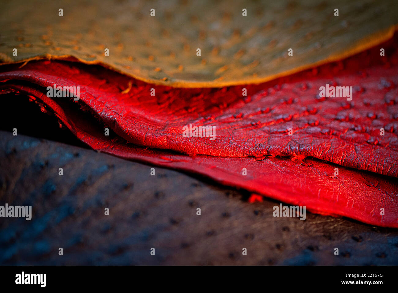 Colorful selection of genuine ostrich leather skin Stock Photo - Alamy