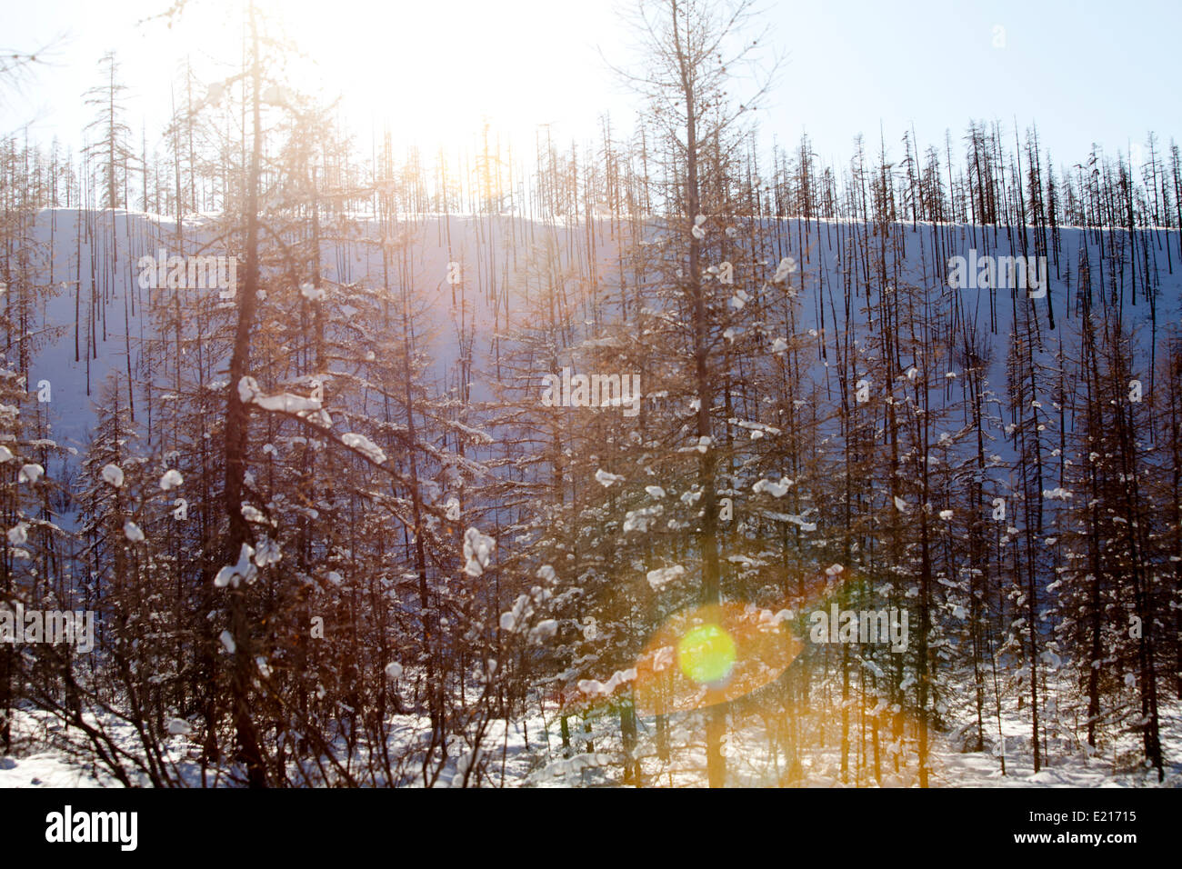 Snow sun trees hi-res stock photography and images - Alamy