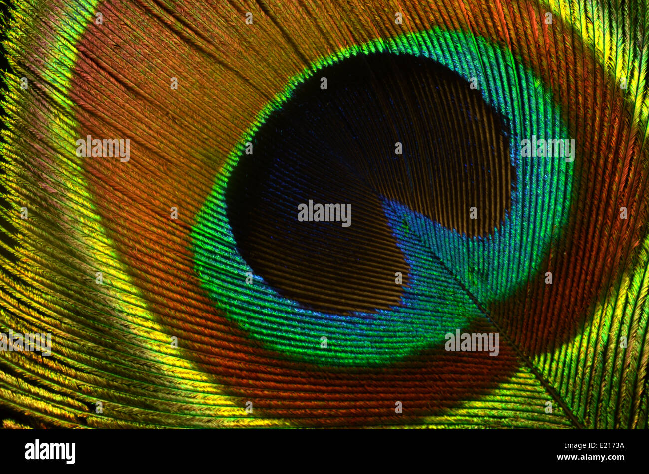macro close-up of peacock feather Stock Photo - Alamy