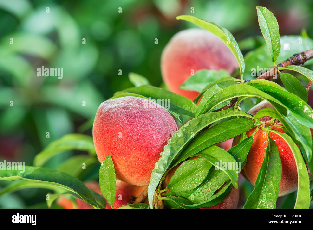 Peach fruits on a tree branch after rain shower in garden Stock Photo ...