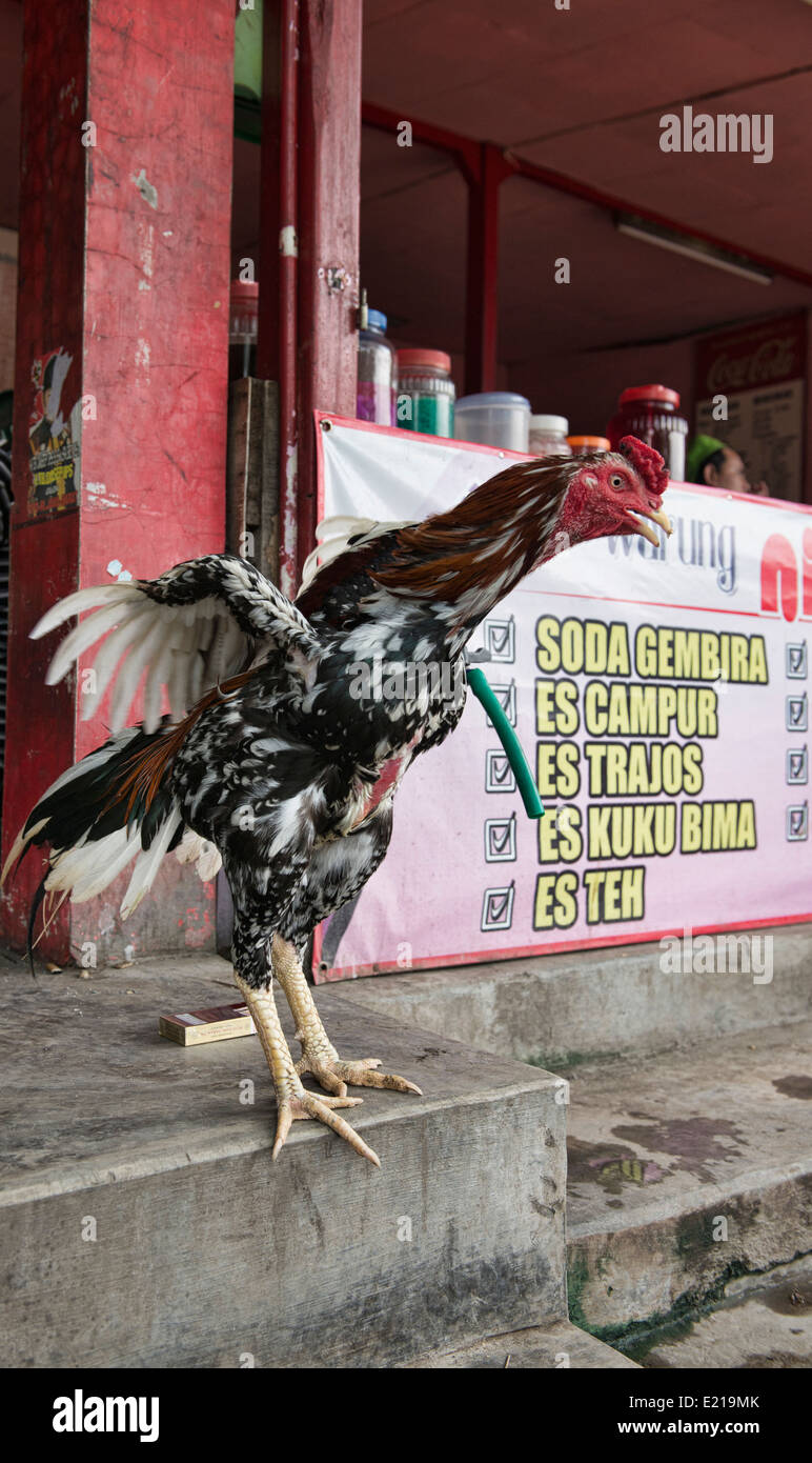 prized rooster before a cockfight, Probolinggo, East Java, Indonesia ...