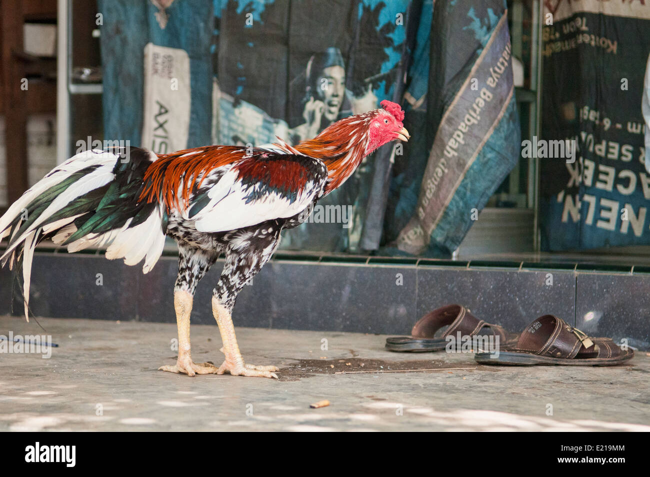 prized rooster before a cockfight, Probolinggo, East Java, Indonesia ...