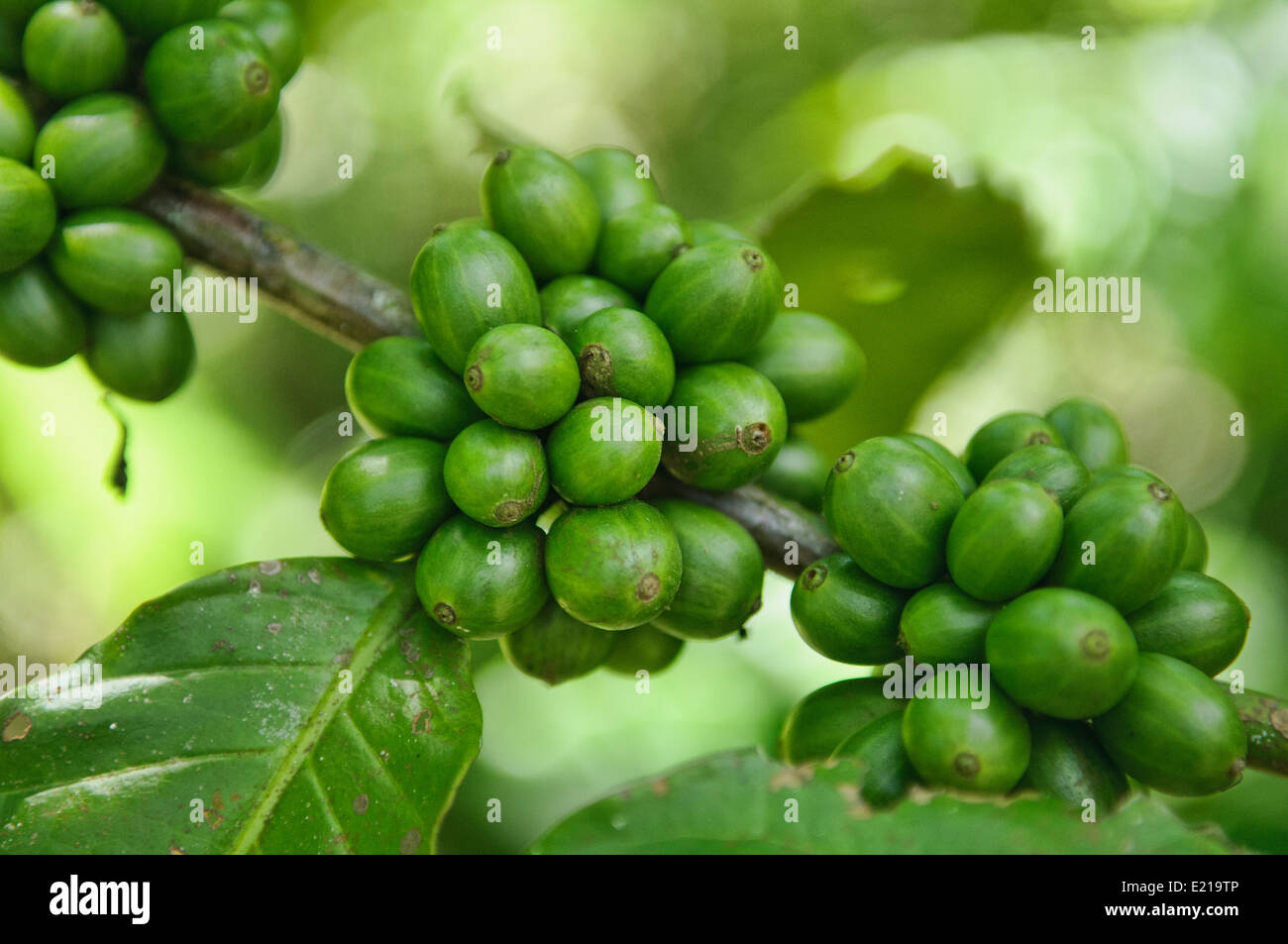 Java Indonesia Coffee Plantation High Resolution Stock Photography and ...