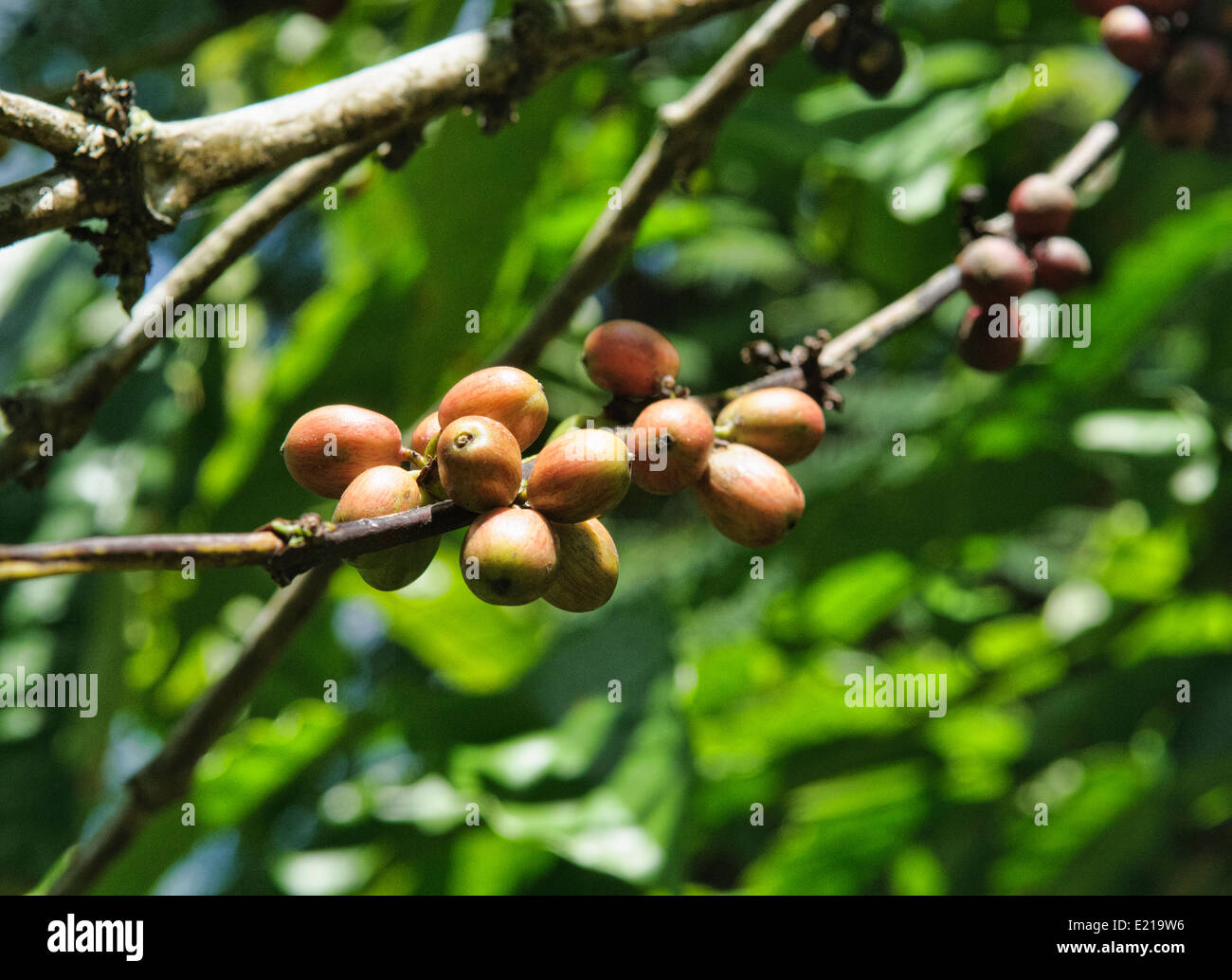 Java coffee plantation hi-res stock photography and images - Alamy