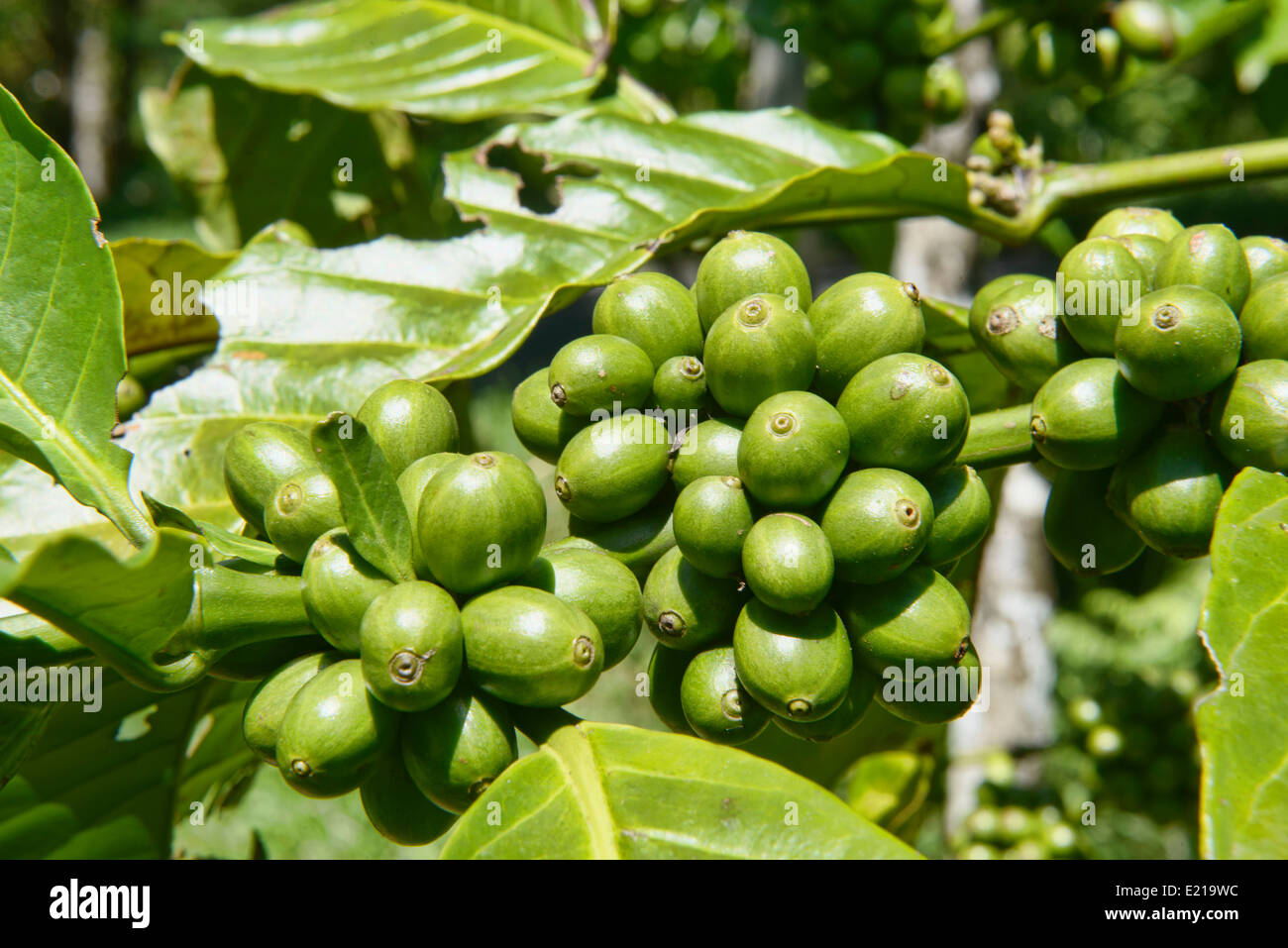 Java coffee indonesia hi-res stock photography and images - Alamy