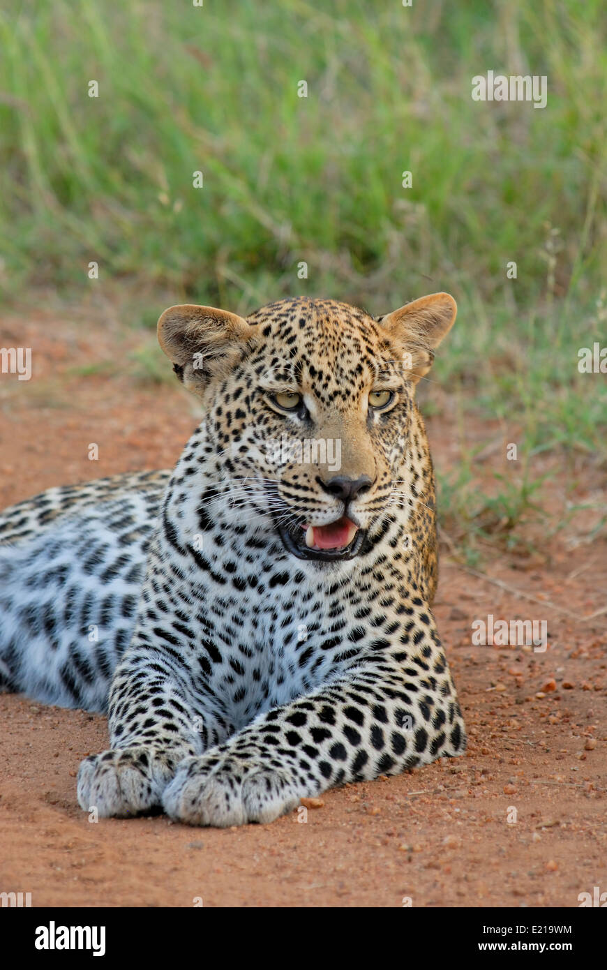 African Leopardess Felidae Family High Resolution Stock Photography and ...